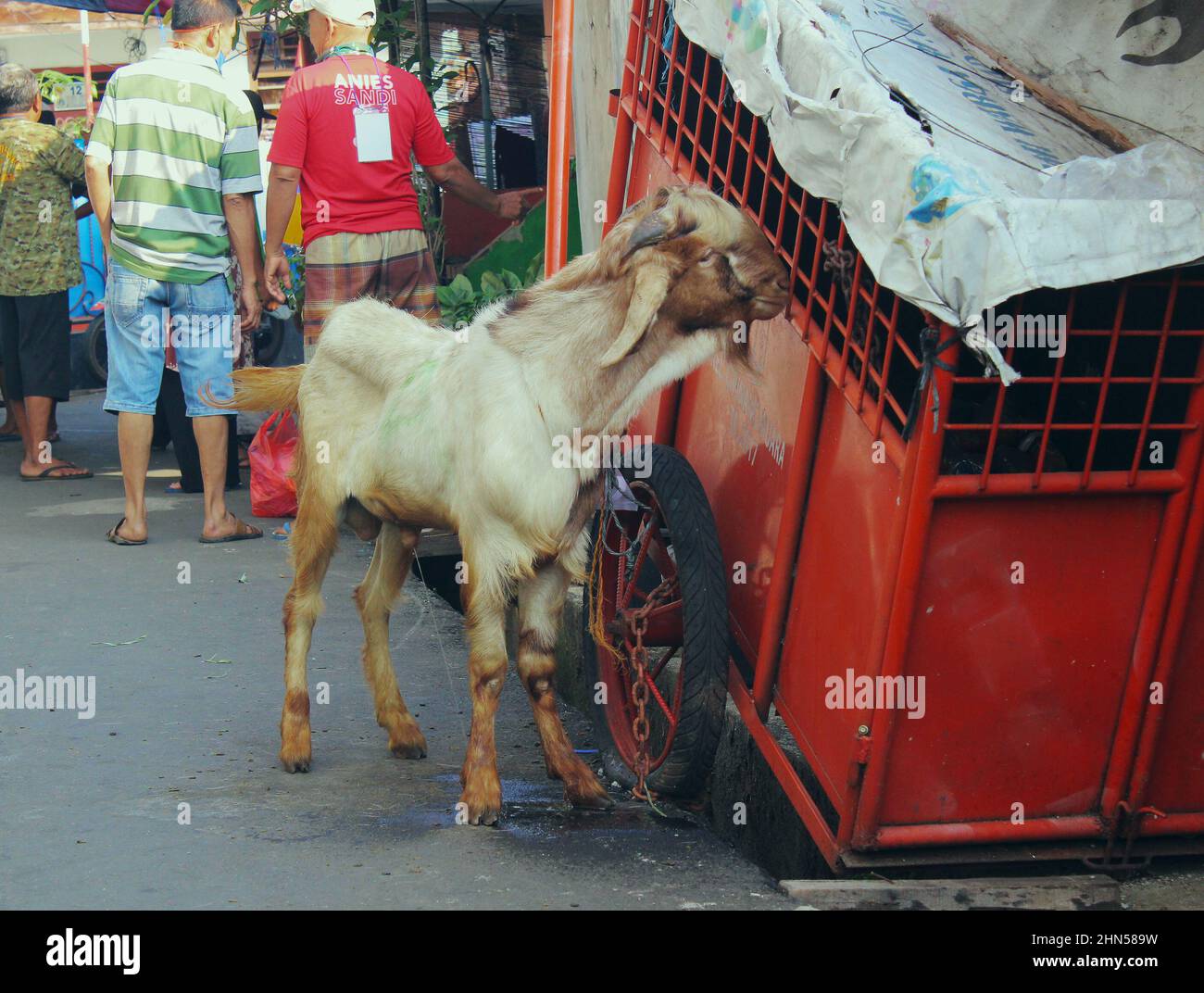 Jakarta, Indonesia - 11 19 2020: a lone white goat on the road beside ...