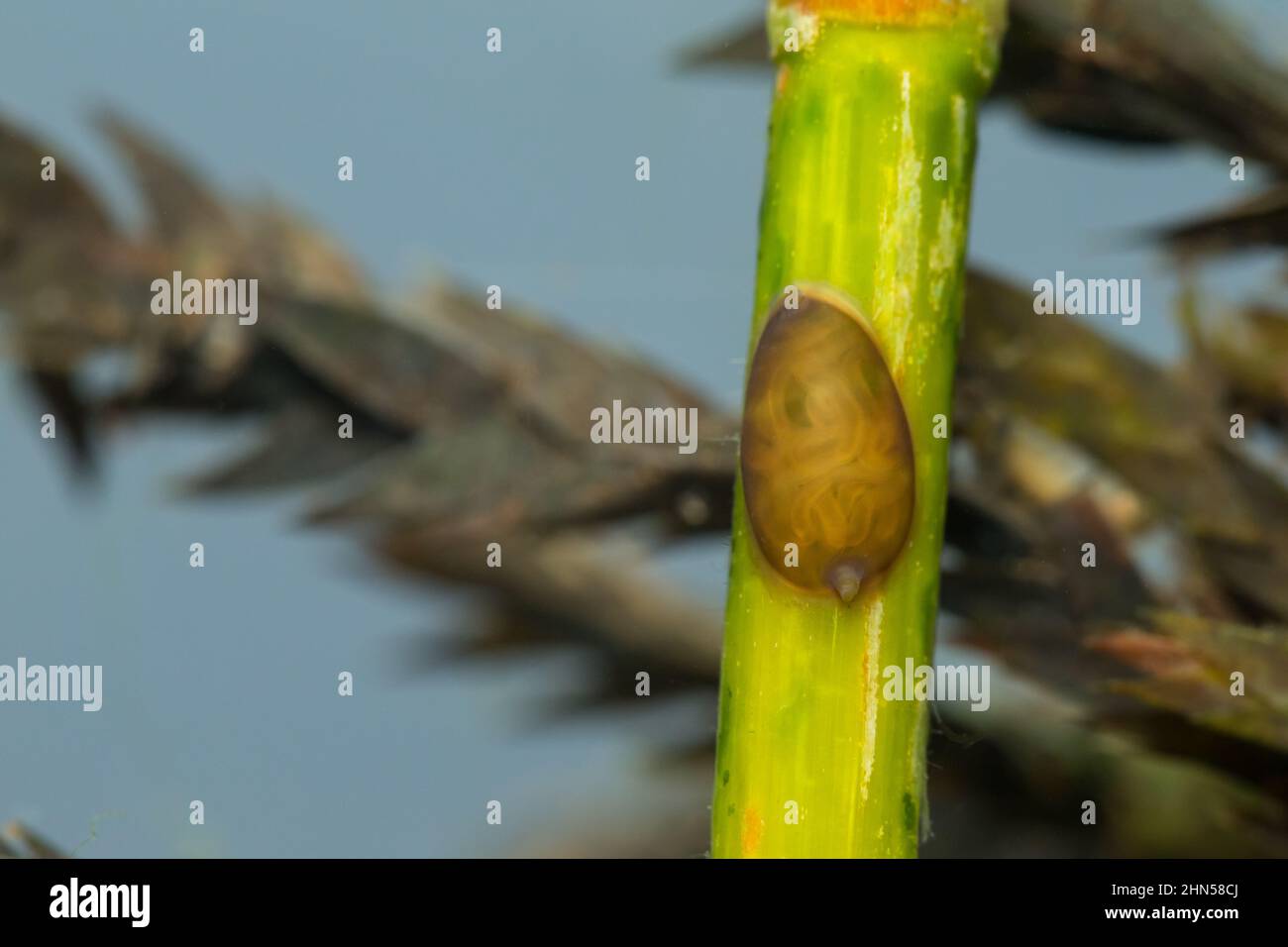 Freshwater leech (Herpobdella octoculata) egg cocoon Stock Photo - Alamy