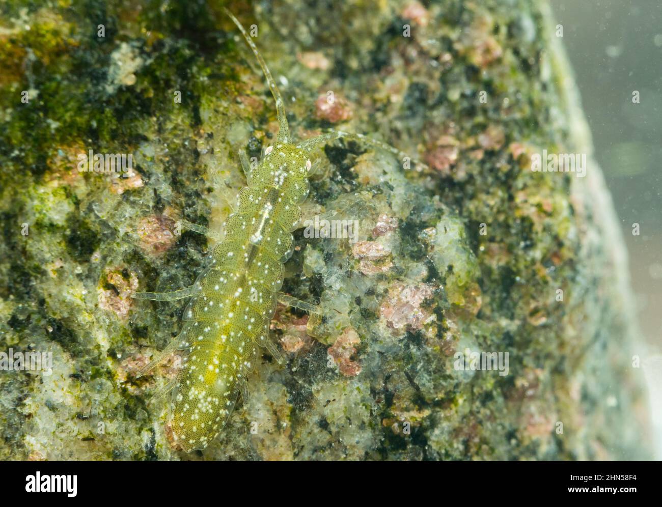 Marine isopod (Idotea balthica Stock Photo - Alamy