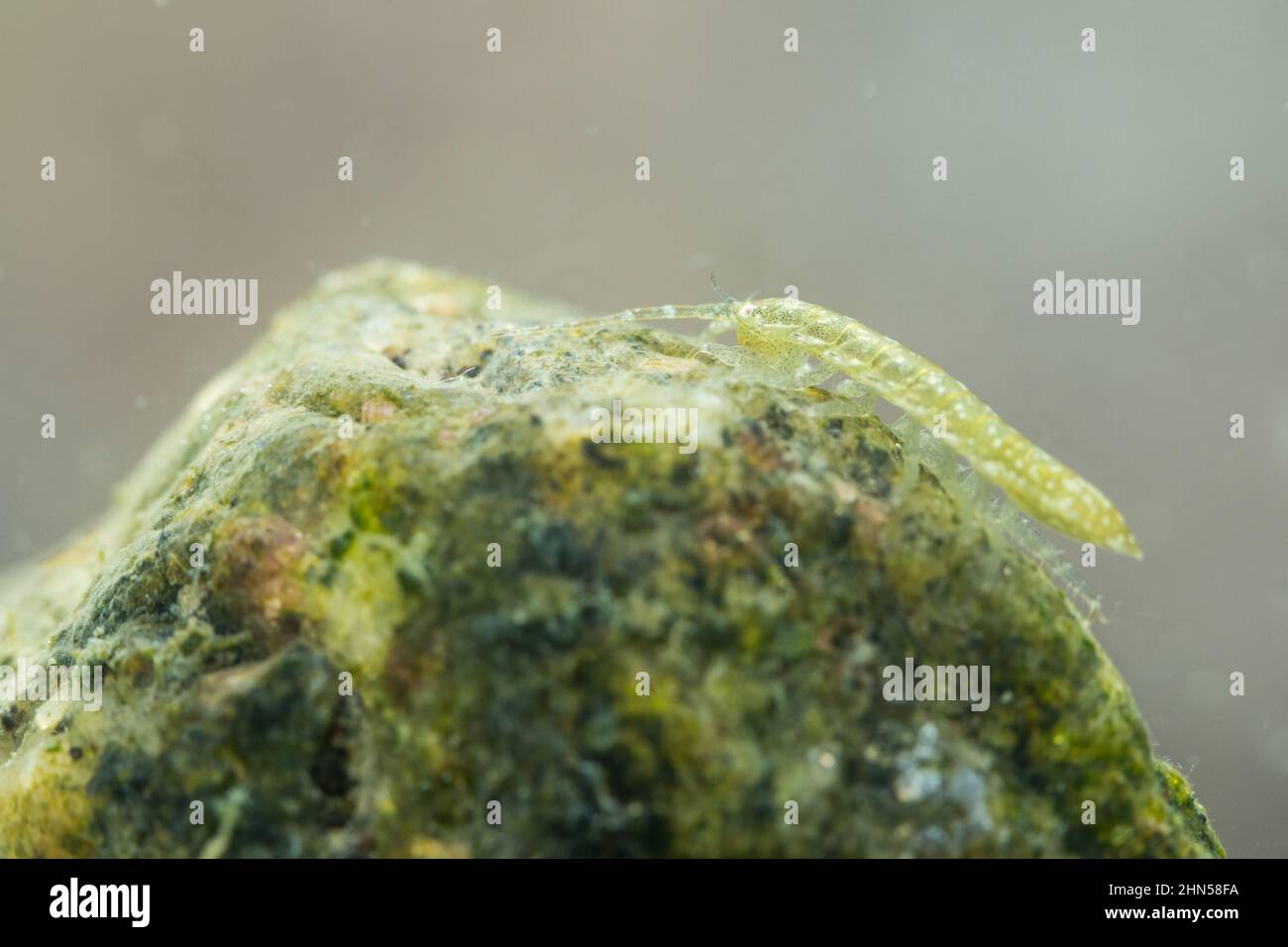 Marine isopod (Idotea balthica Stock Photo - Alamy