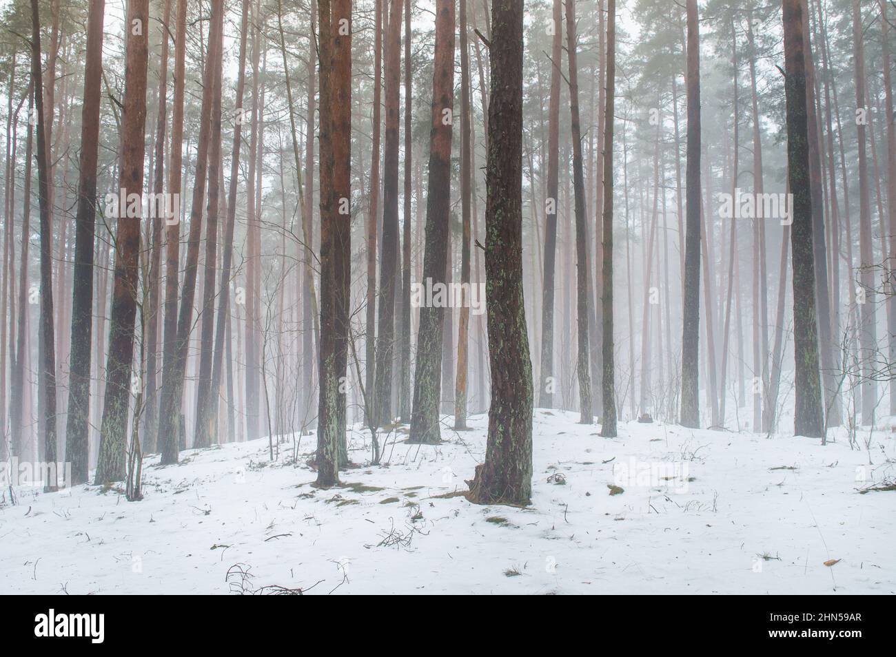 Misty winter woodland scene hi-res stock photography and images - Alamy