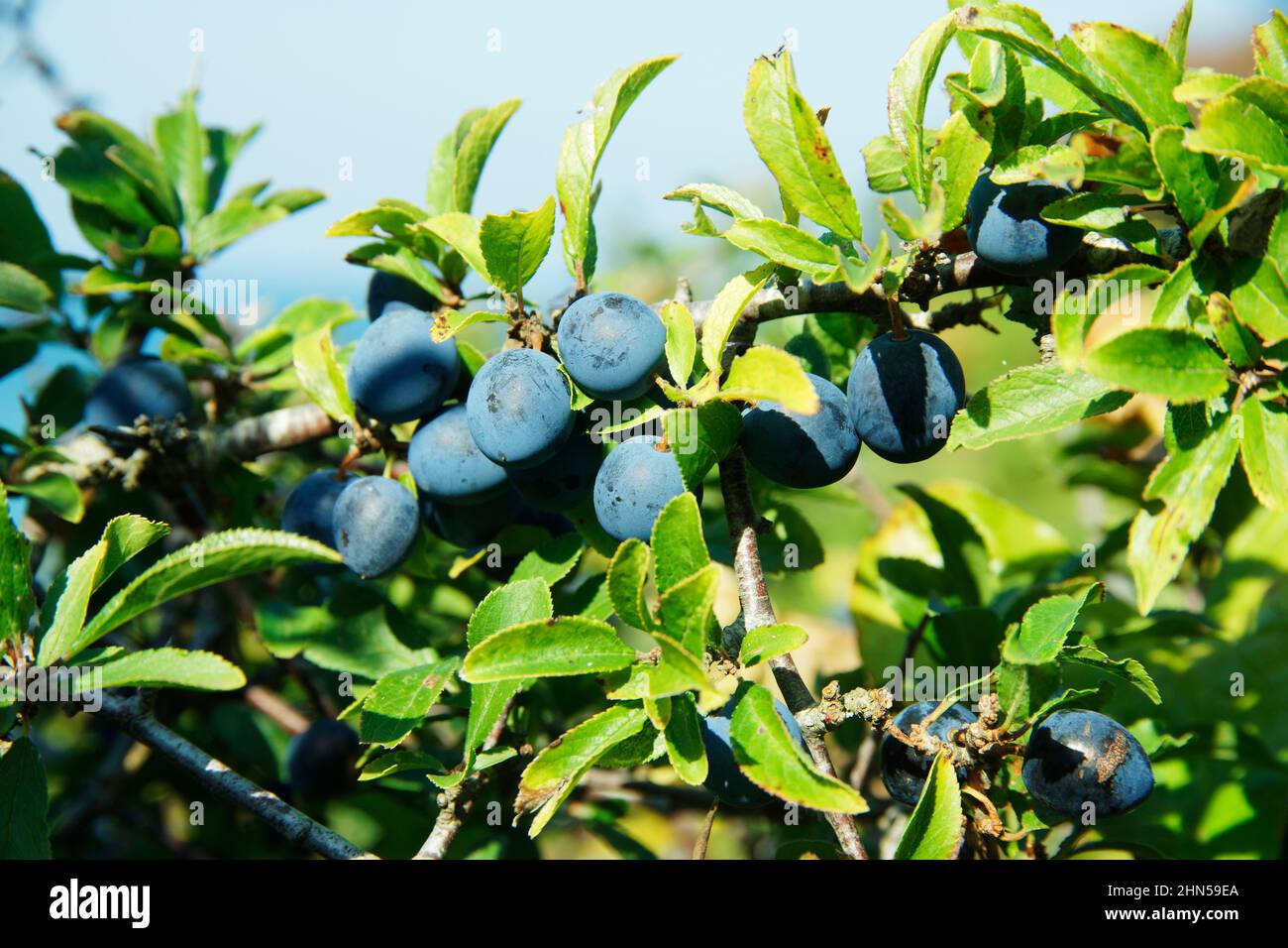 Prunelier hi-res stock photography and images - Alamy