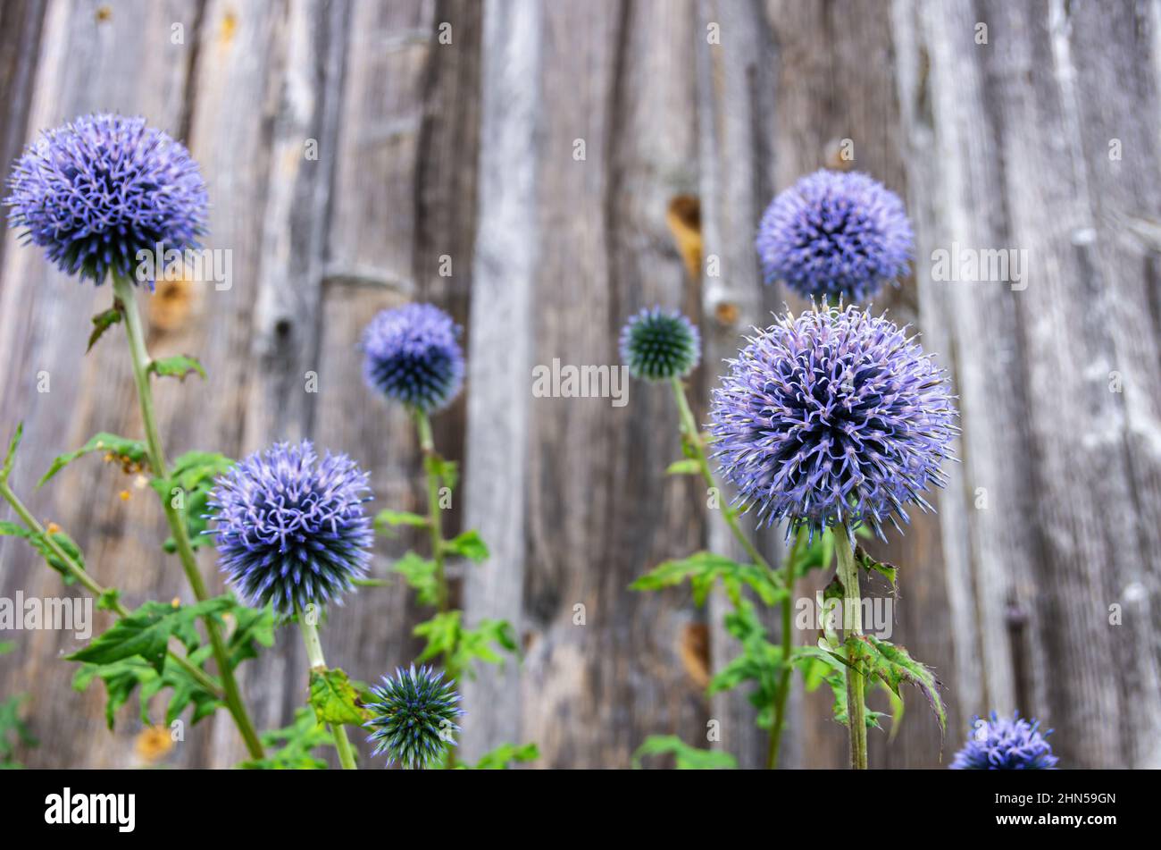 Plant blue thistle hi-res stock photography and images - Alamy
