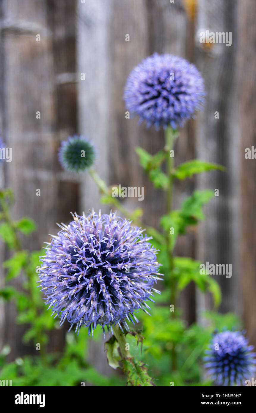Plant blue thistle hi-res stock photography and images - Alamy