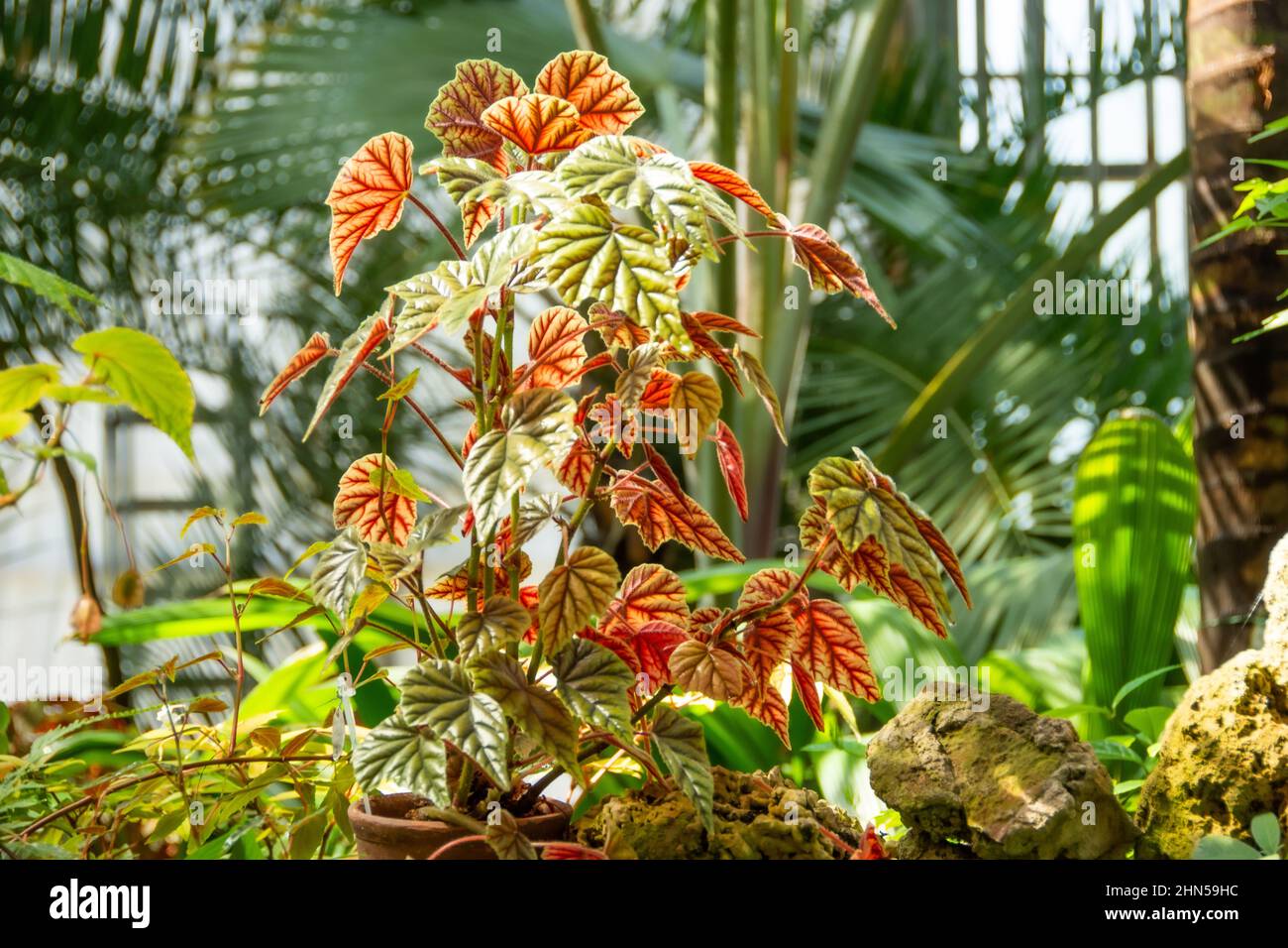 Begonia shrub tall in a tropical rainforest Stock Photo - Alamy