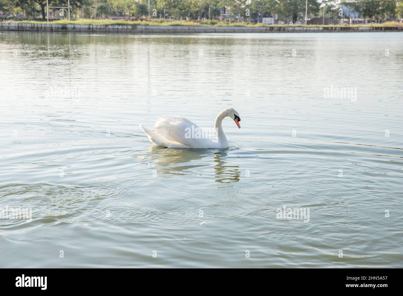 Goose in the pond hi-res stock photography and images - Alamy