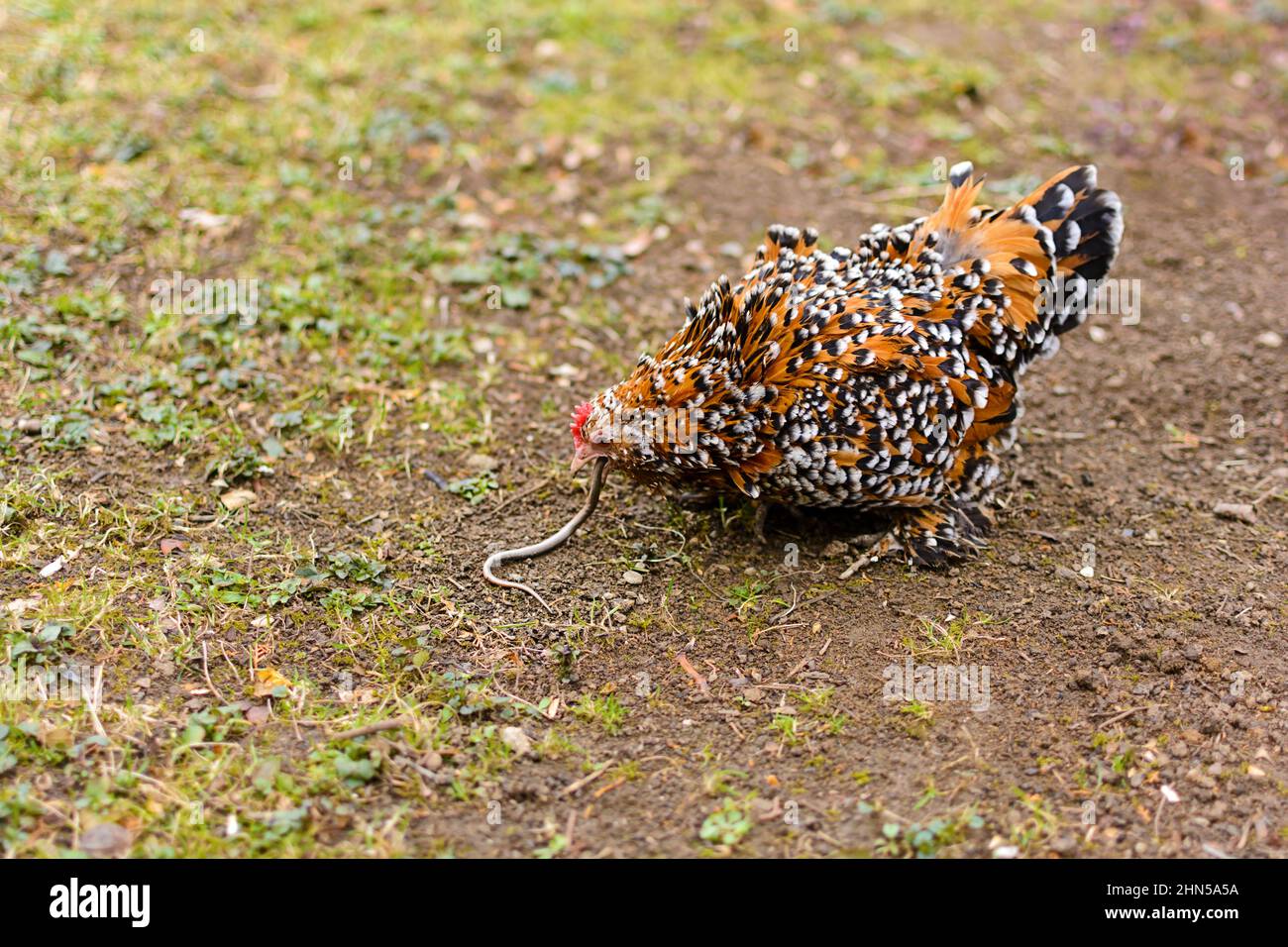 Snake Eating Chicken