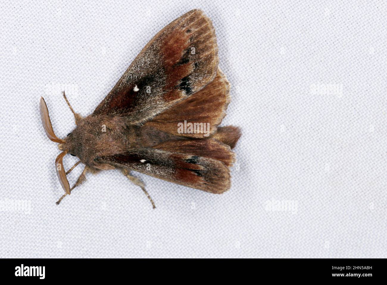 Pine-tree Lappet Moth (Dendrolimus pini), male Stock Photo - Alamy