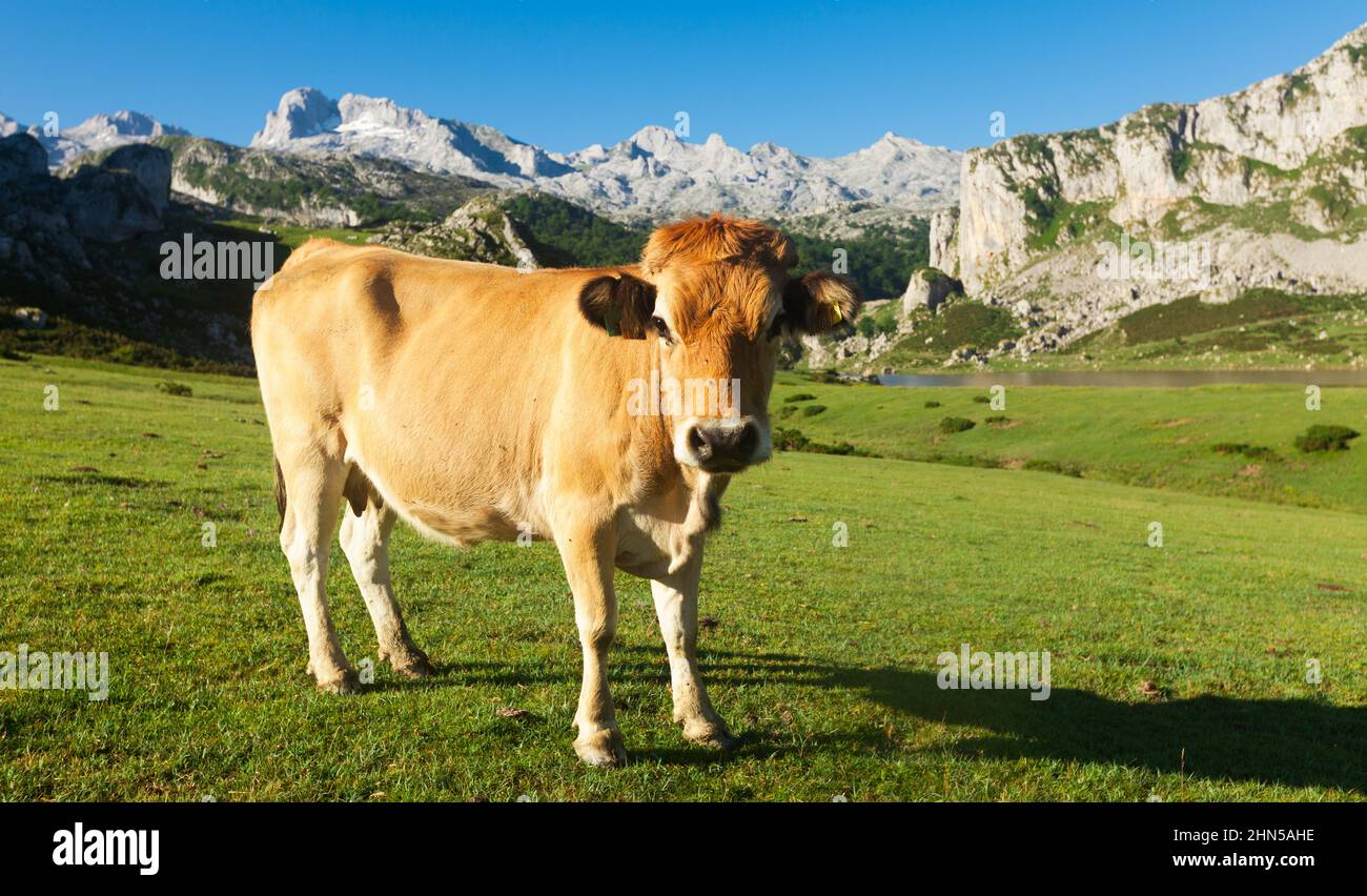 Asturian Mountain cattle cow sits on the lawn in a national park Stock ...
