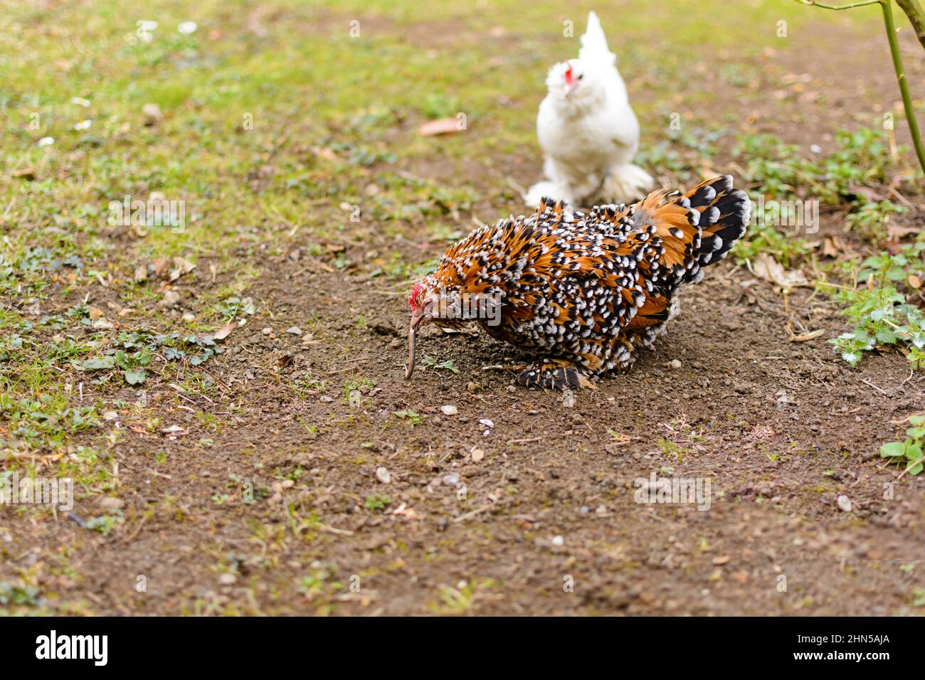 Snake Eating Chicken