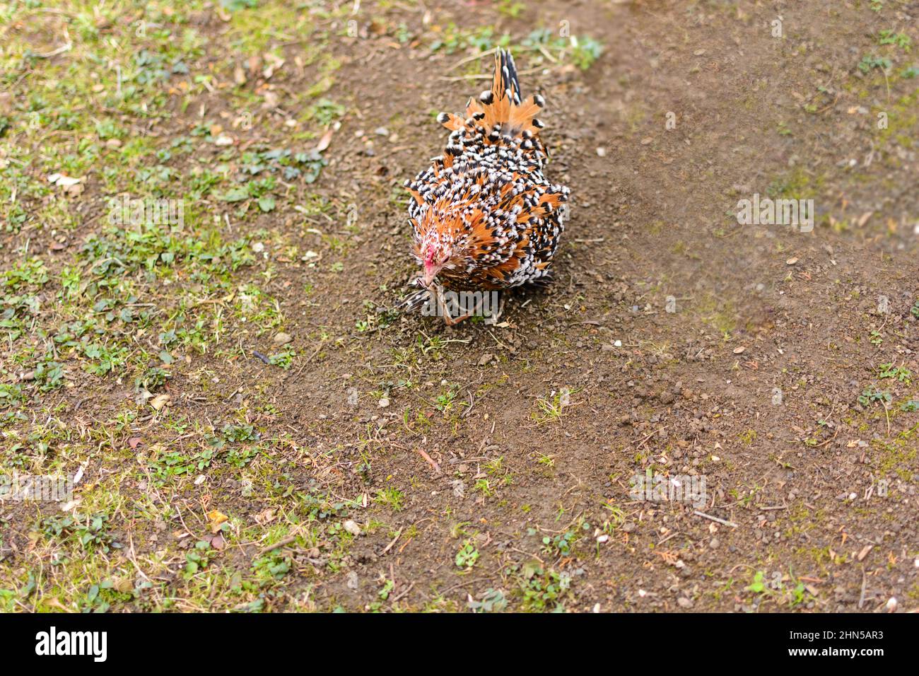 Chicken eat snake hi-res stock photography and images - Alamy