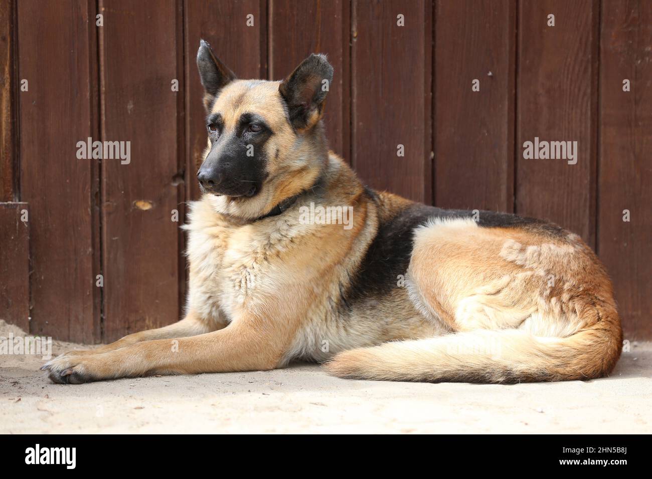 Side view portrait closeup of sitting friendly german shepherd dog ...