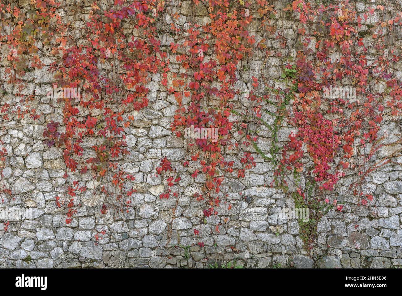 Red ivy leaves on the castle wall background Stock Photo - Alamy