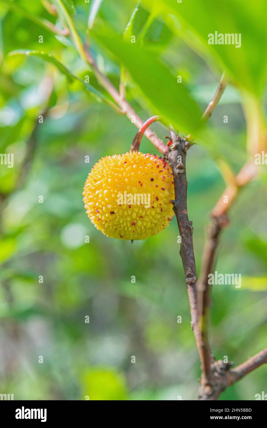 Arbre arbousier hi-res stock photography and images - Alamy