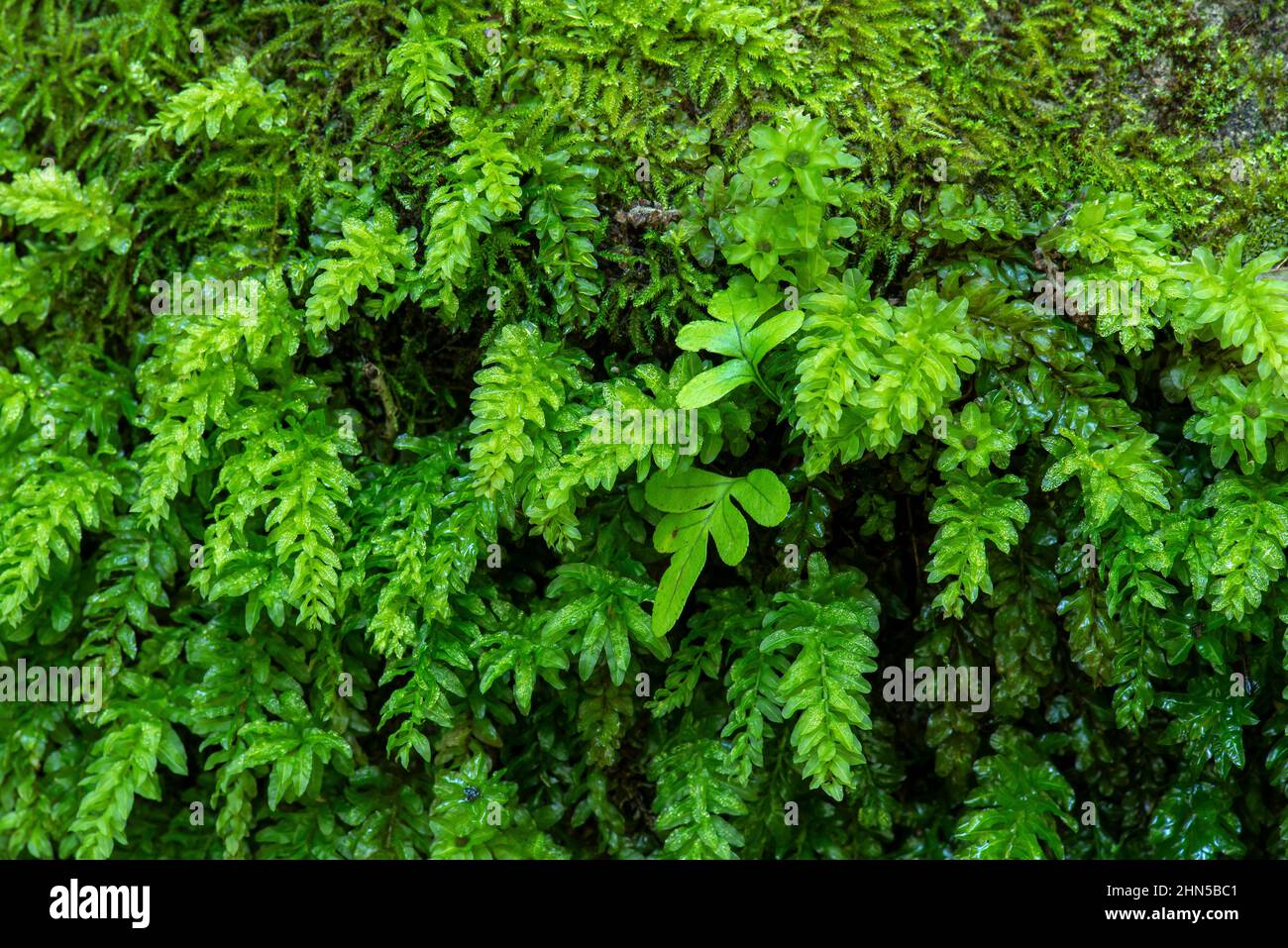 Souce des Nayes, Saint Zaccharie, Var France Paca Stock Photo - Alamy