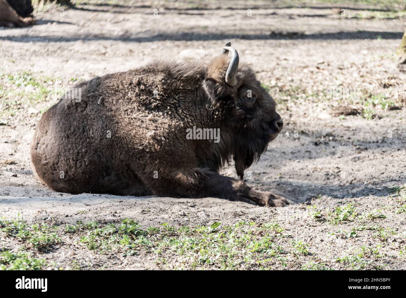 European bison (Bison bonasus) in Poland Stock Photo - Alamy