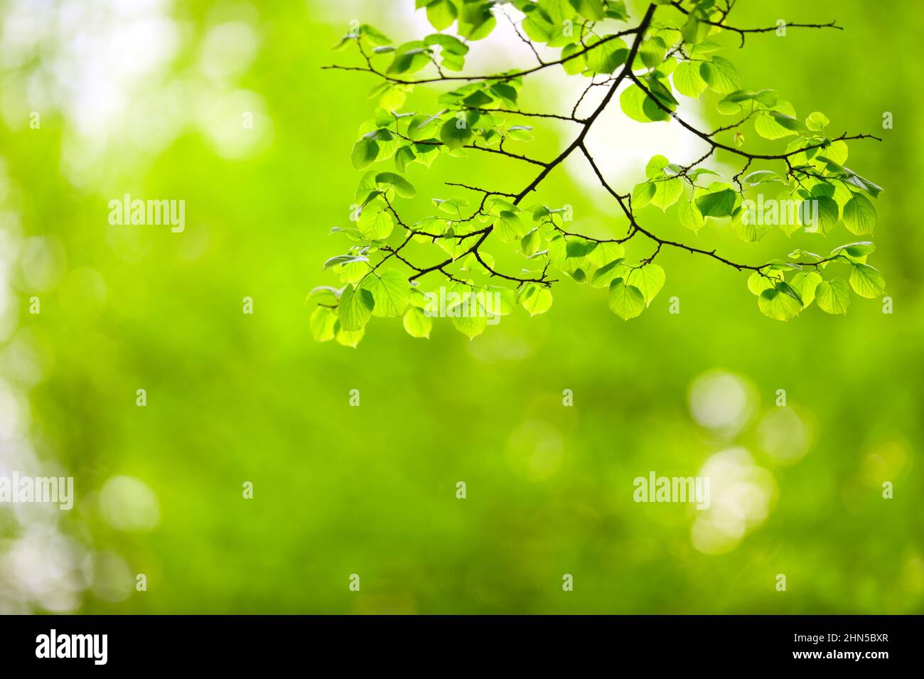 Tilia sp hi-res stock photography and images - Alamy