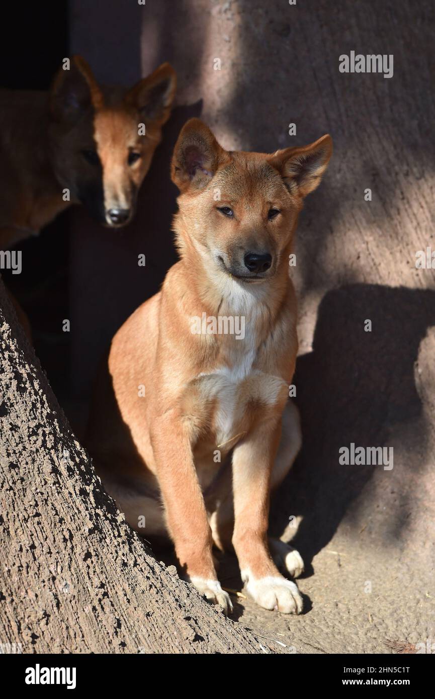Vyskov, Czech Republic. 14th Feb, 2022. Breeders released dingo puppies ...