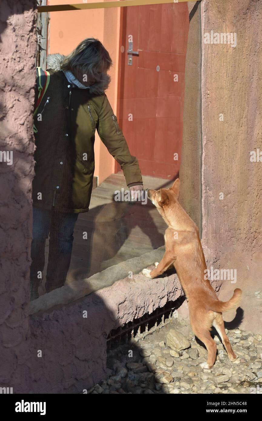 Vyskov, Czech Republic. 14th Feb, 2022. Breeders released dingo puppies ...