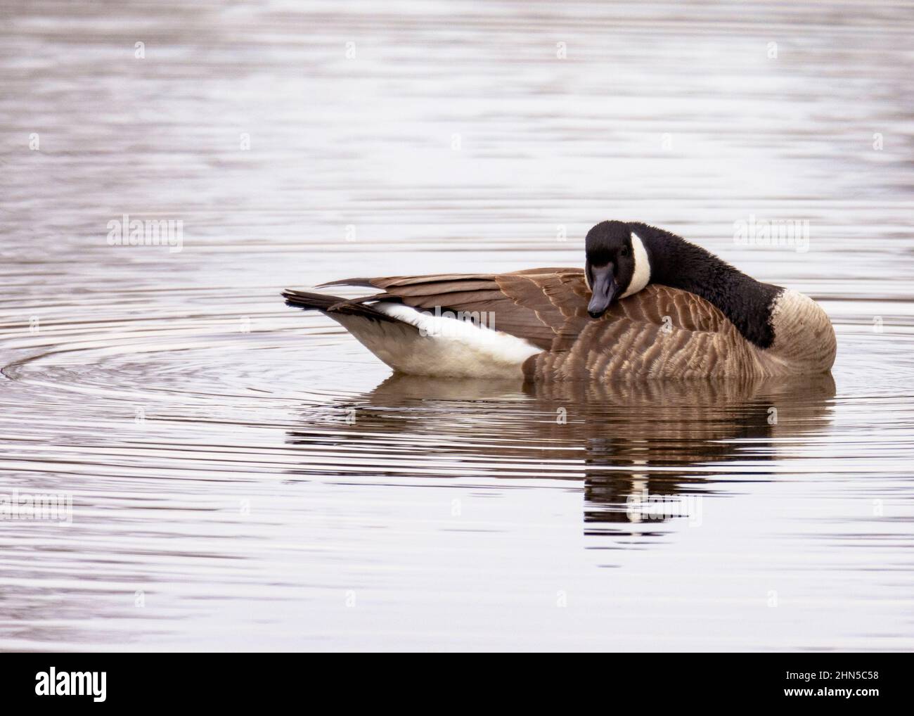 Floating canada goose hi-res stock photography and images - Alamy