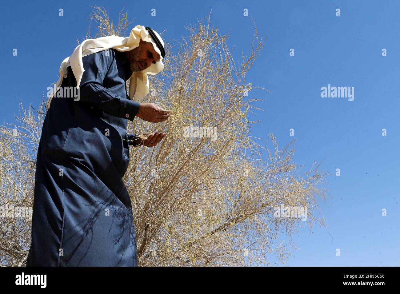 Saxaul trees hi-res stock photography and images - Alamy