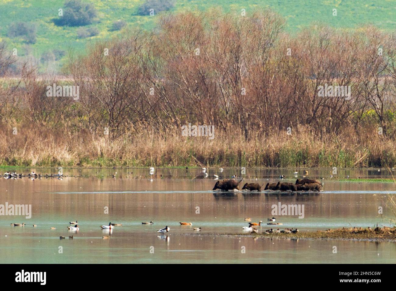 The wild boar (Sus scrofa), also known as the wild swine, common wild ...
