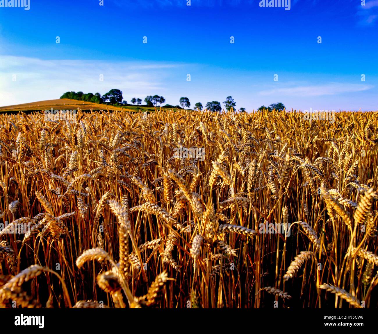 Field of oats ireland hi-res stock photography and images - Alamy