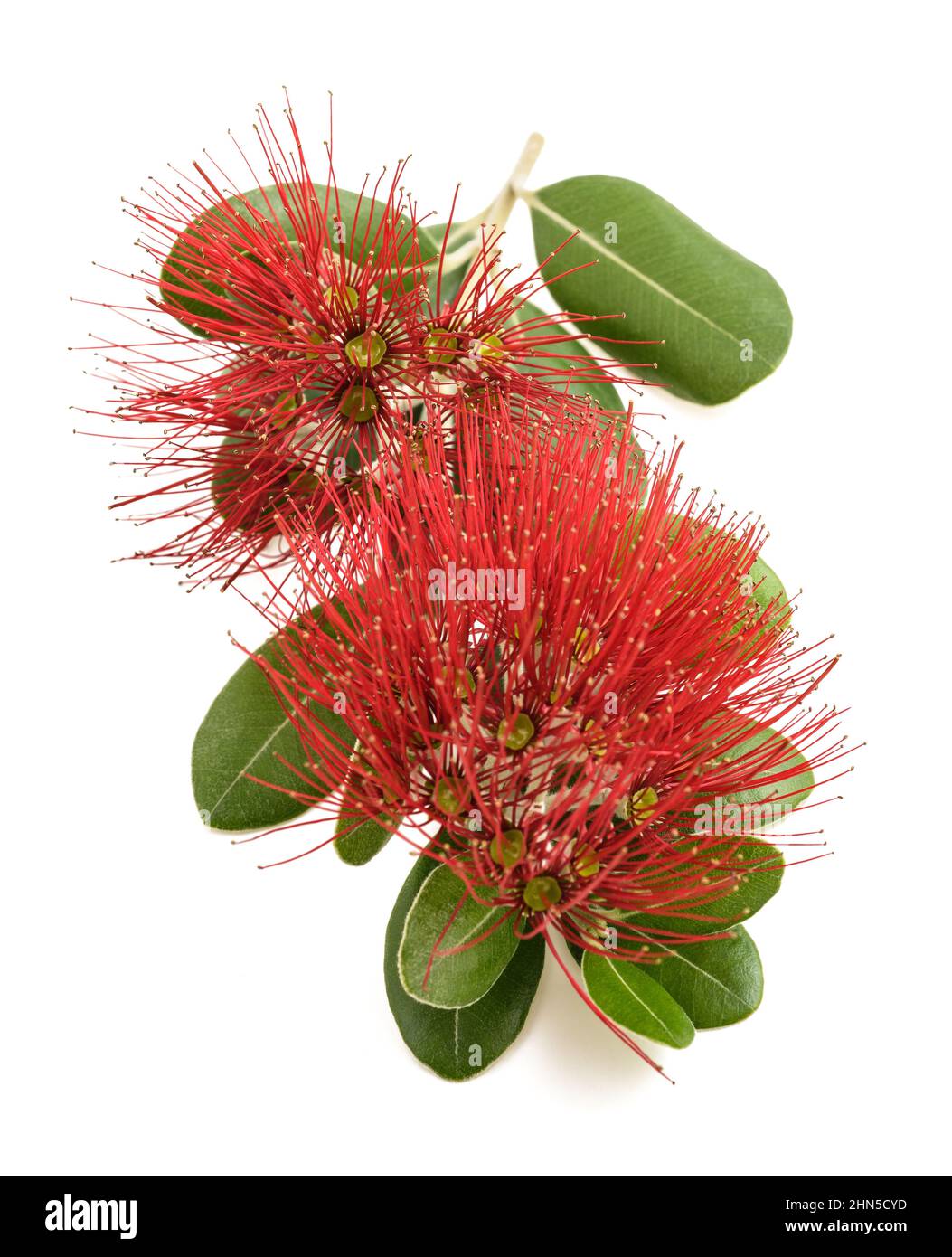 Metrosideros excelsa on white hi-res stock photography and images - Alamy