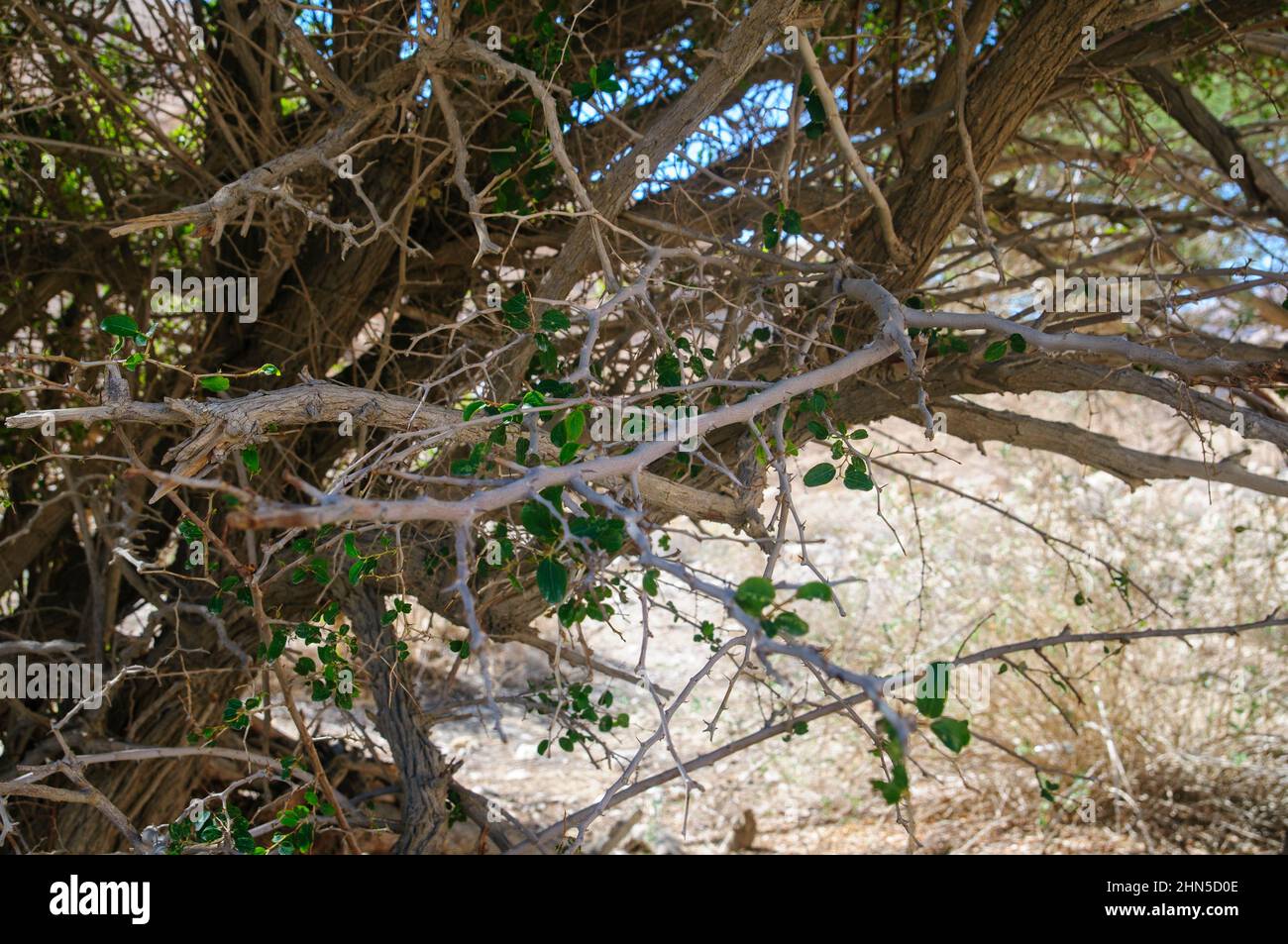 Ziziphus spina christi hi-res stock photography and images - Alamy