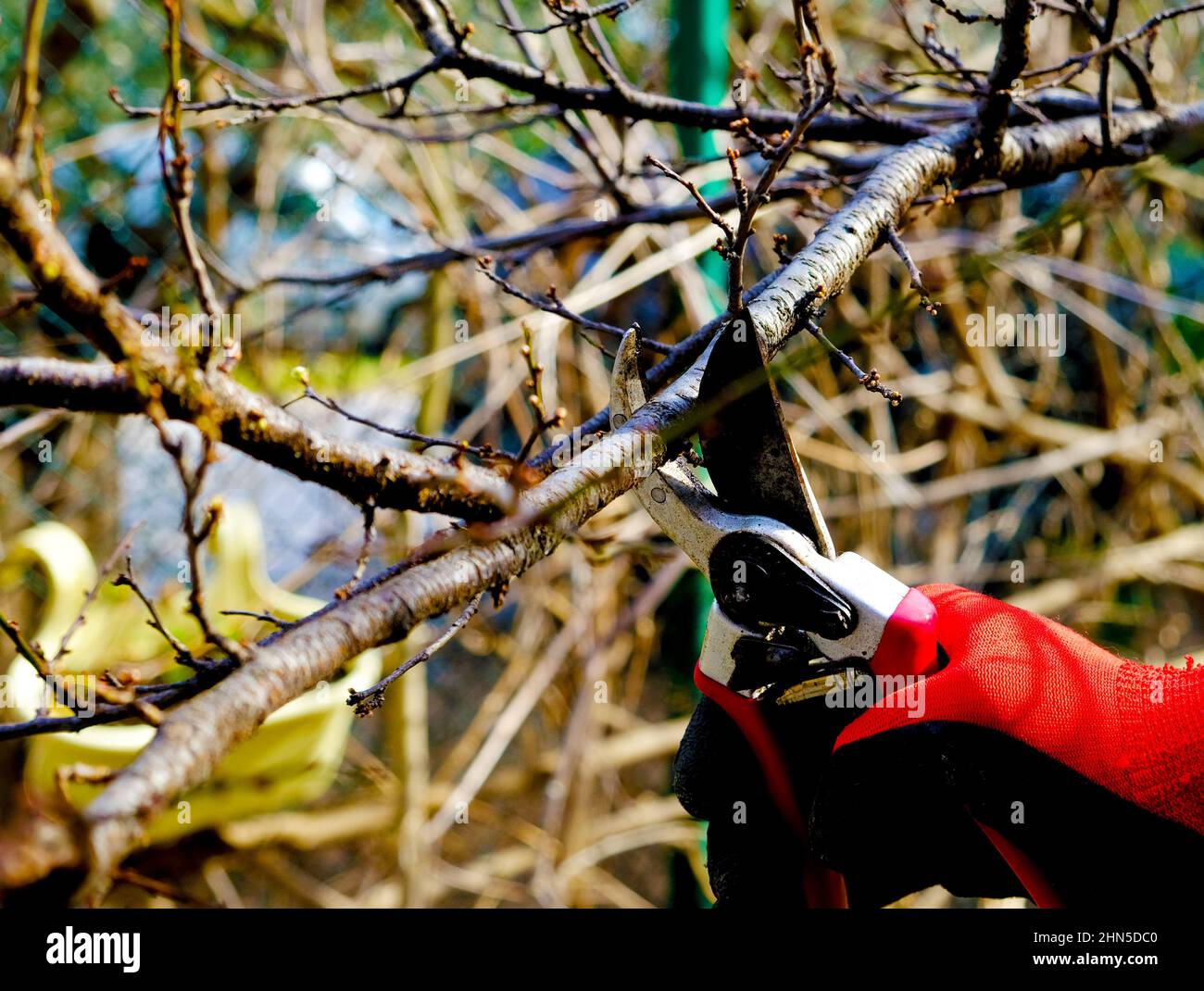 chores in the garden, garden shears, secateurs, pruning shears, tree ...