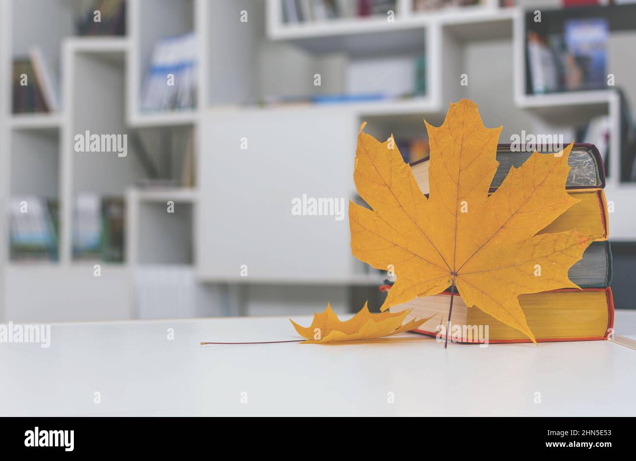 Thick old books and herbarium of yellow maple leaves lie on white ...