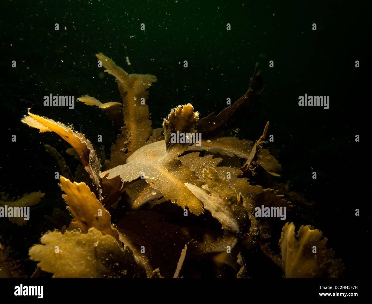 Closeup of Fucus vesiculosus, common names bladderwrack, black tang ...