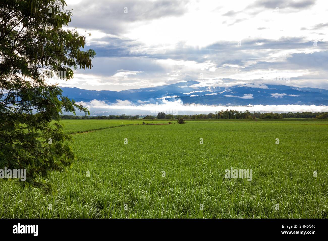 Sugar cane field and the majestic mountains at the Valle del Cauca ...