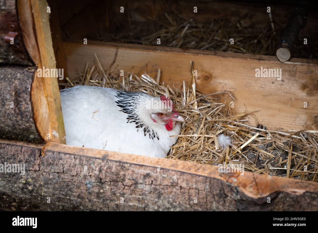 young white hen brooding her eggs in her chicken coop Stock Photo - Alamy