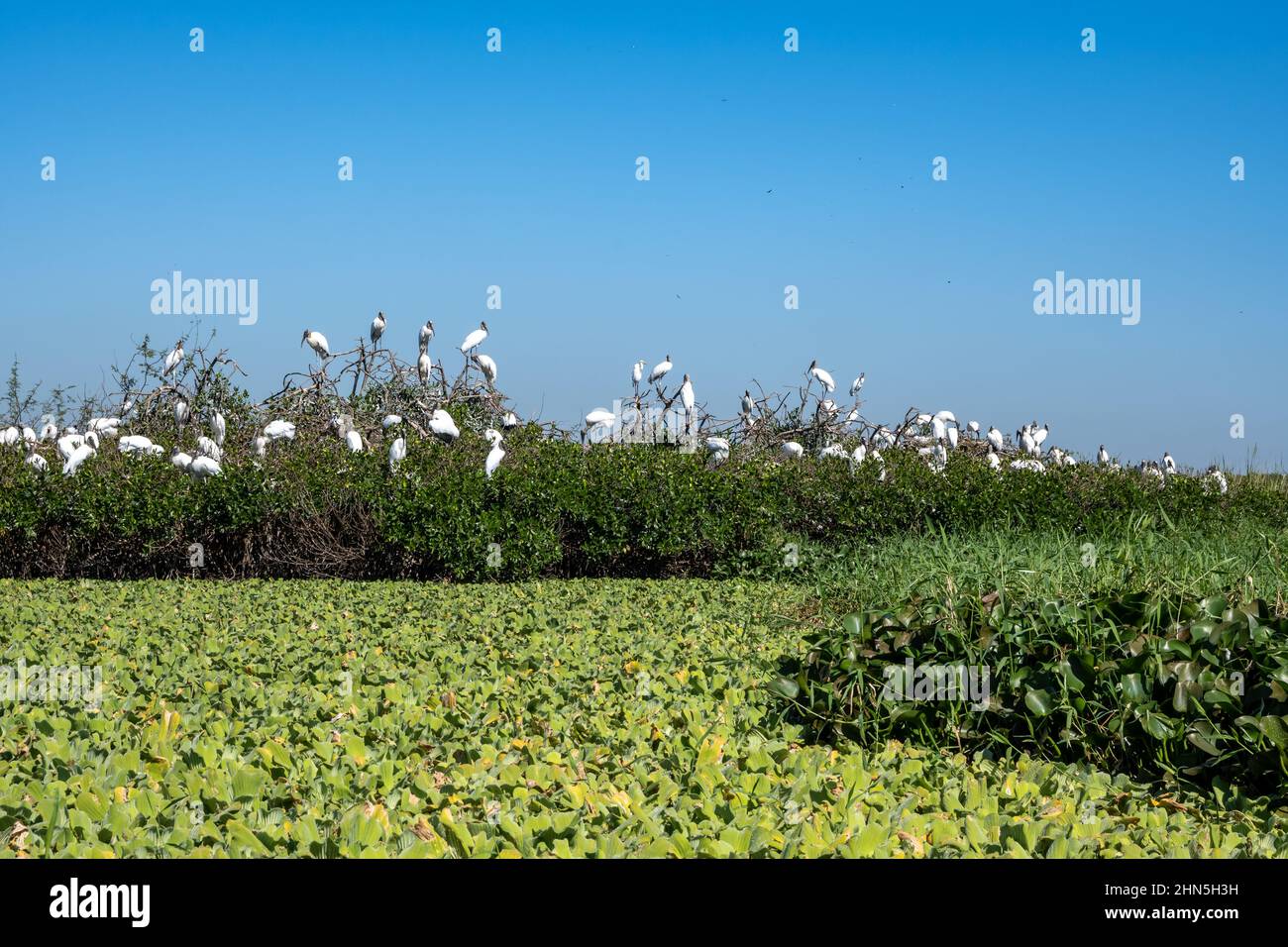 Hundreds of Wood Storks (Mycteria americana) roosting on the mangrove ...