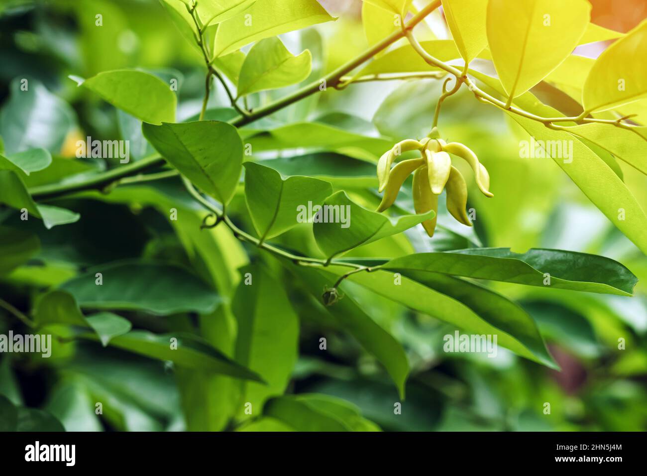 Ilang ilang hi-res stock photography and images - Alamy