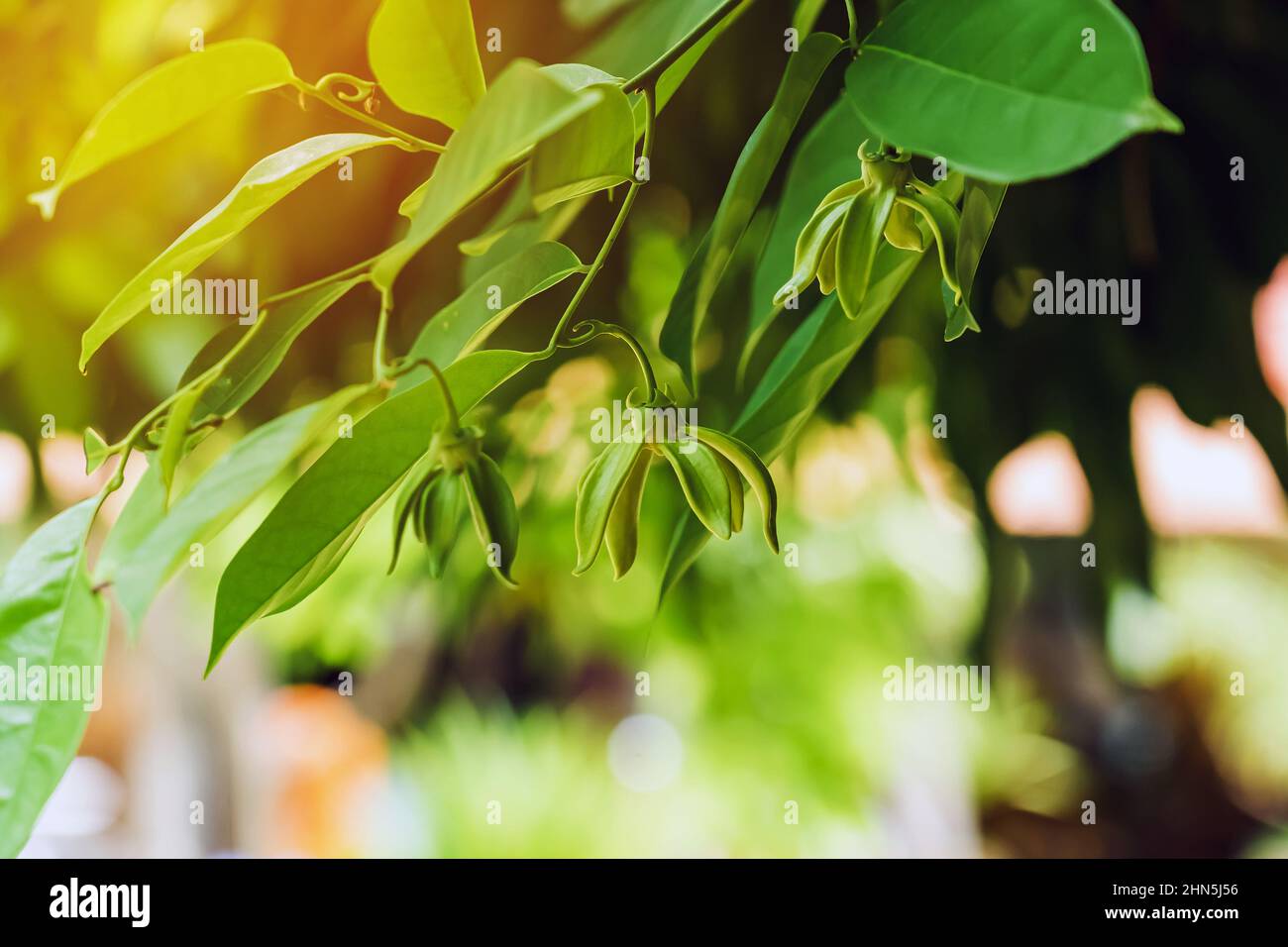 Ilang ilang hi-res stock photography and images - Alamy