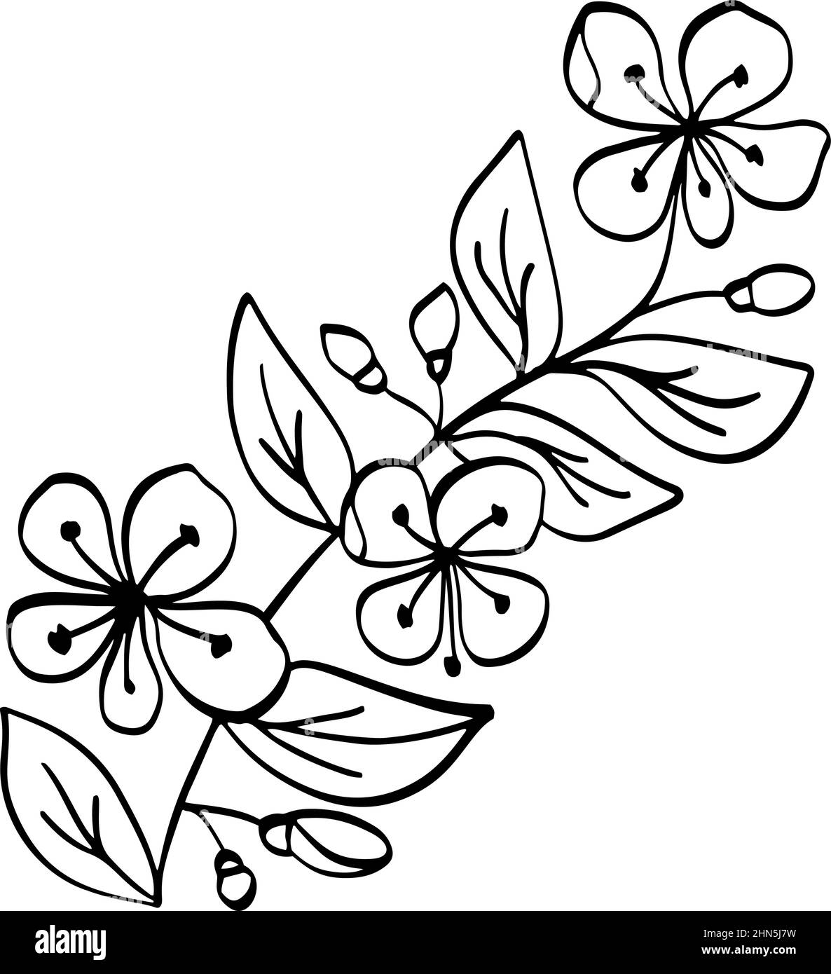 Vector Sketch Floral Botany branch spring. Magnolia flower drawing ...