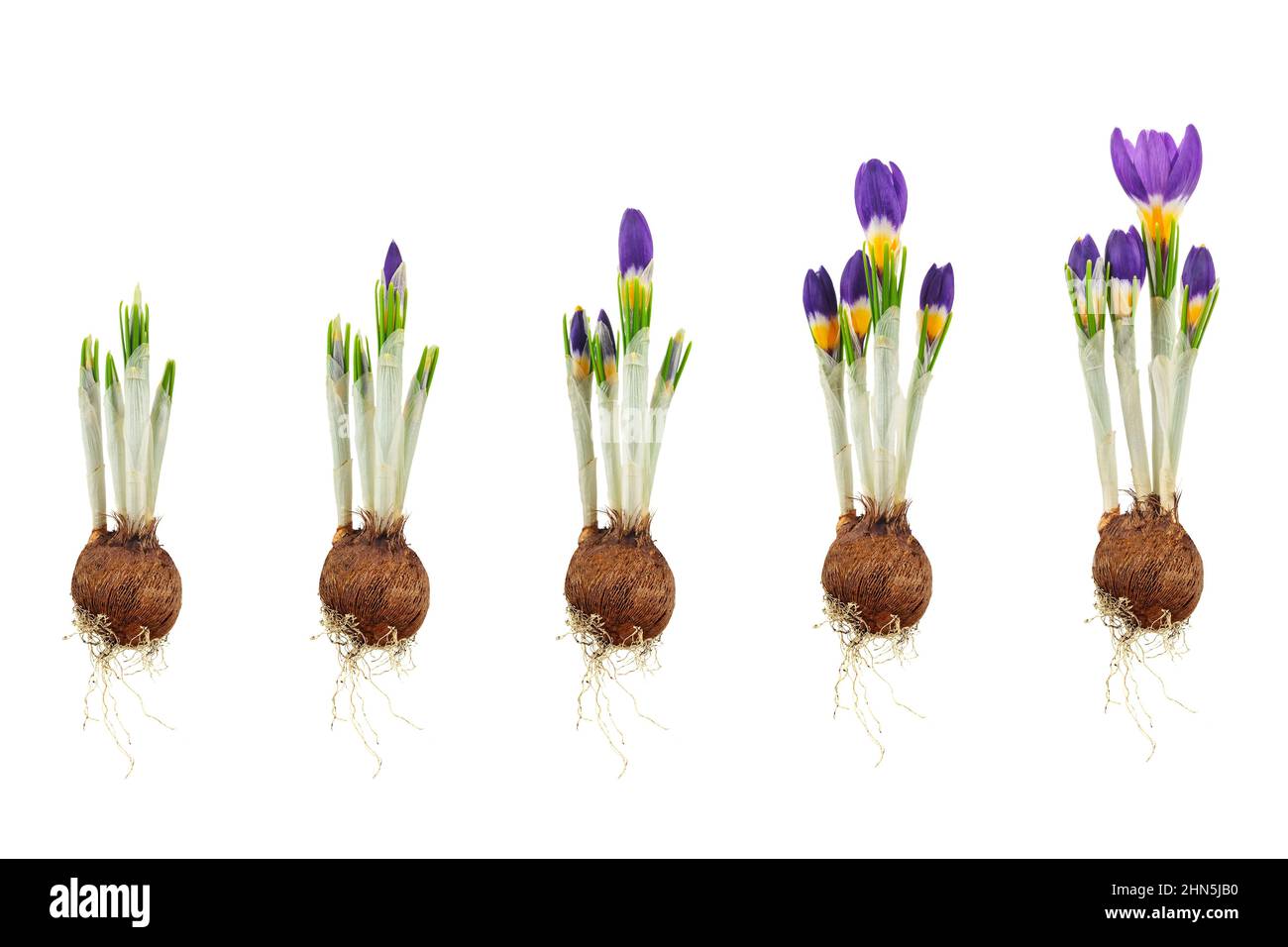 Growth stages of a three-coloured crocus from flower bulb to blooming ...