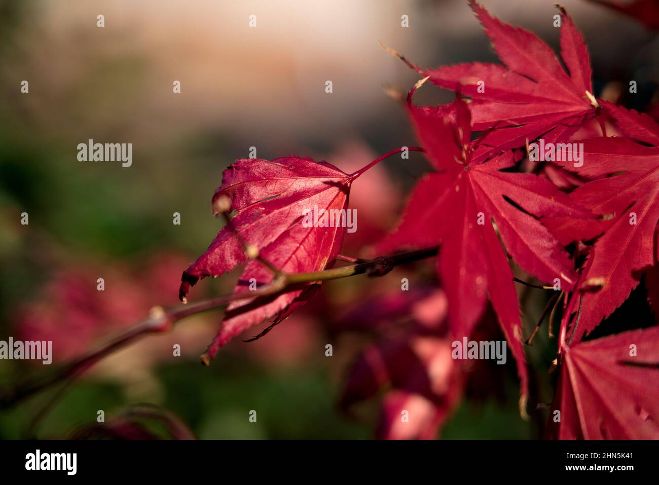 Red leaves plant hi-res stock photography and images - Alamy