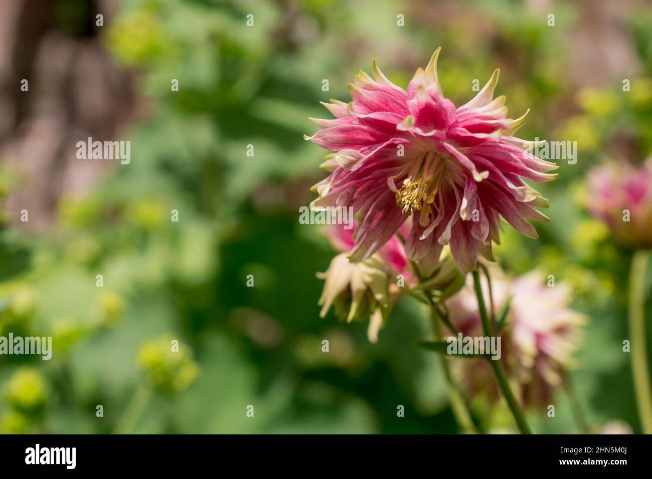 Biternate leaves hi-res stock photography and images - Alamy