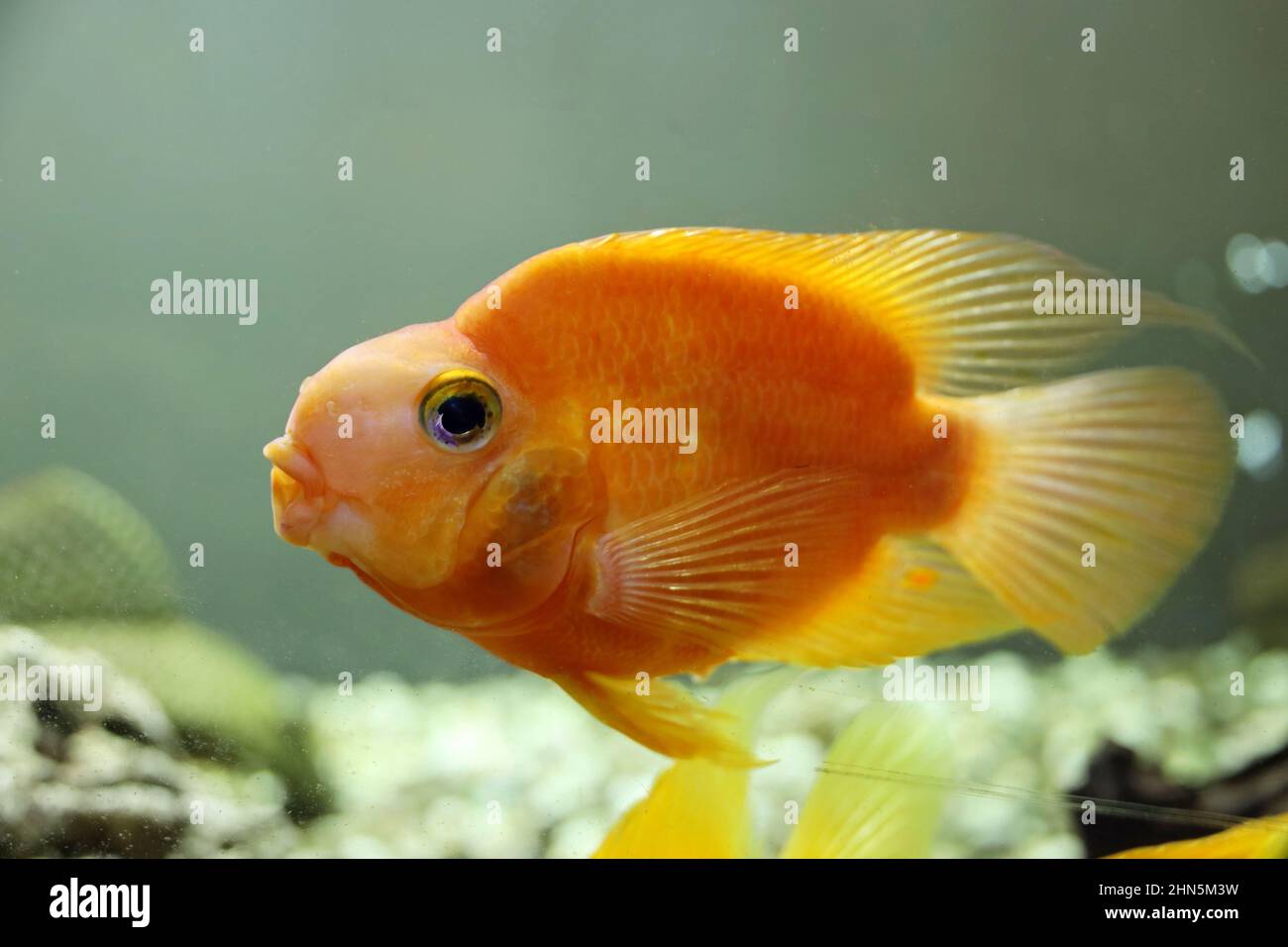 Goldfish swimming in aquarium water Stock Photo - Alamy