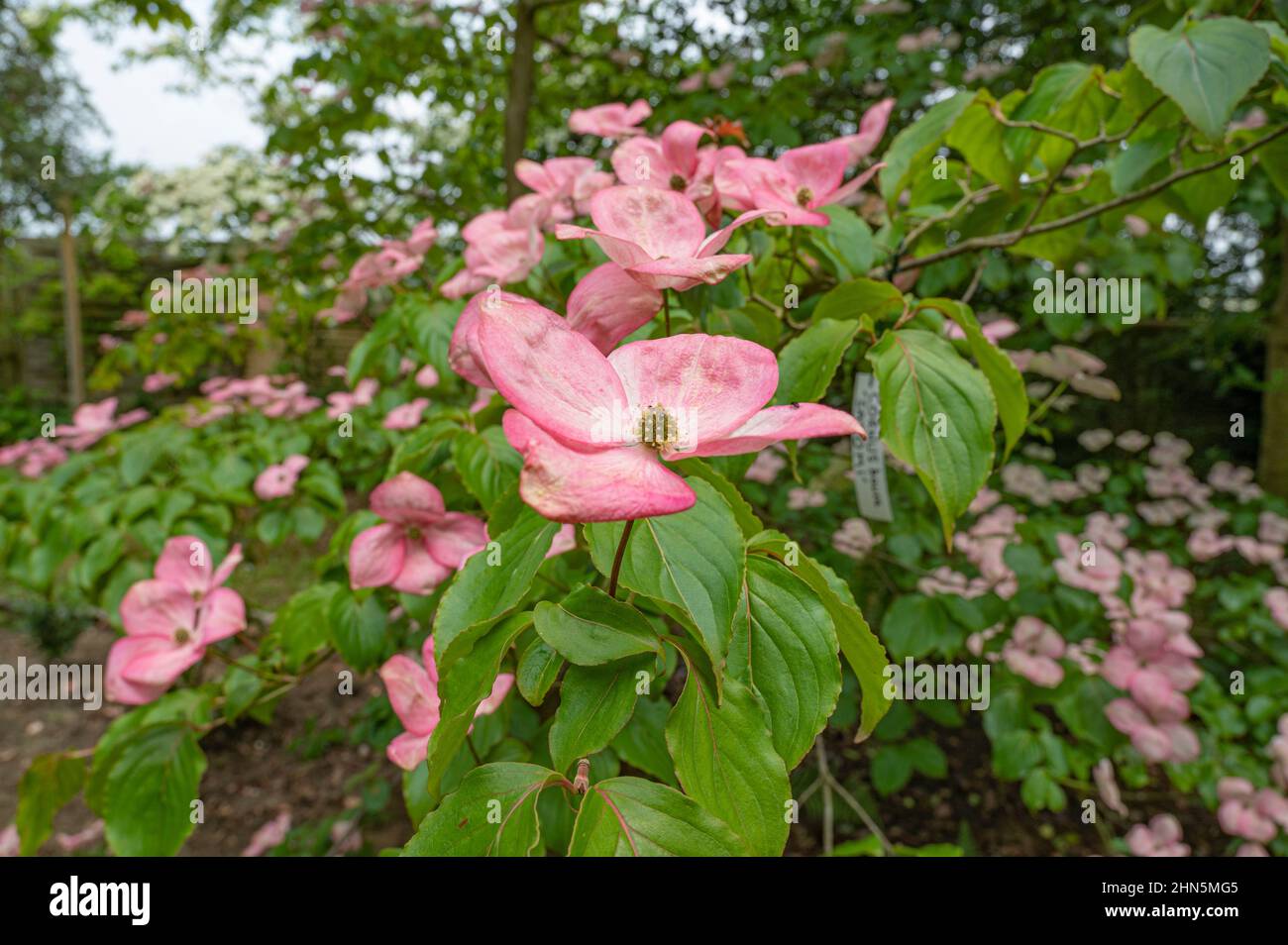 The Jardin Shamrock at Varengeville/ Normandy boast the largest ...