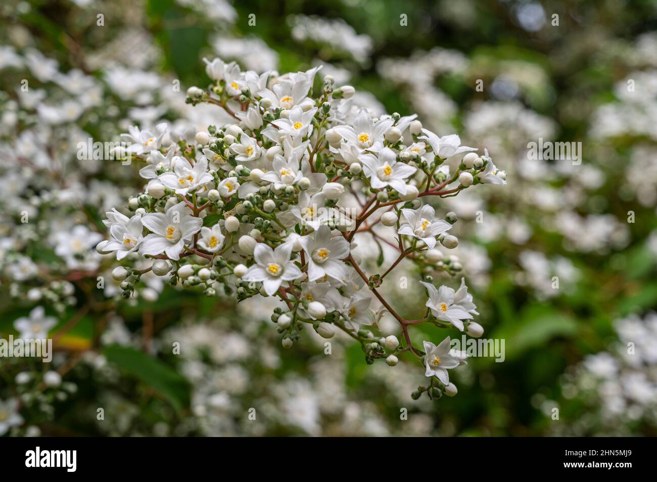 The Jardin Shamrock at Varengeville/ Normandy boast the largest ...