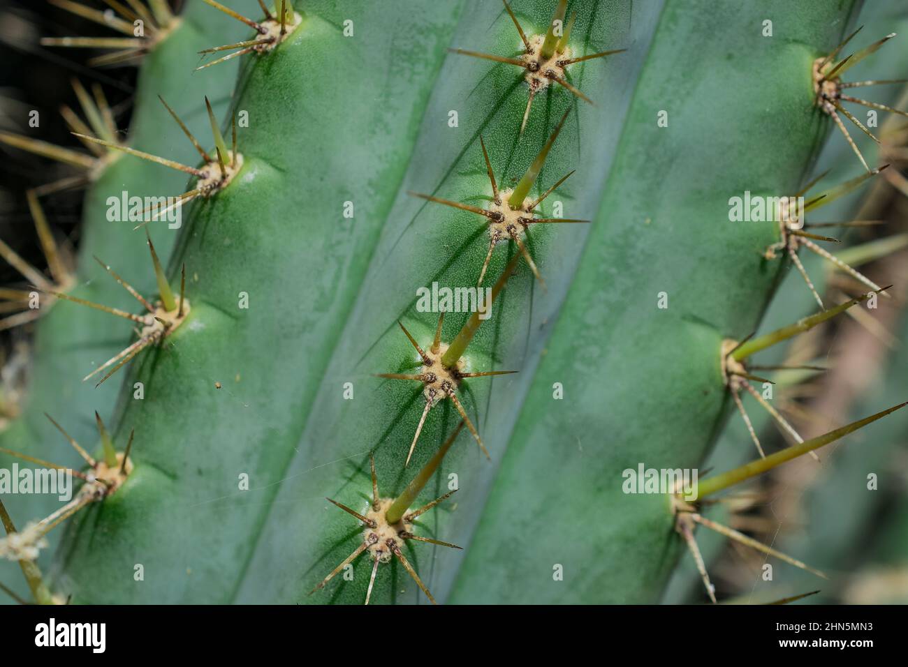 photo of unusual cactus background Stock Photo - Alamy