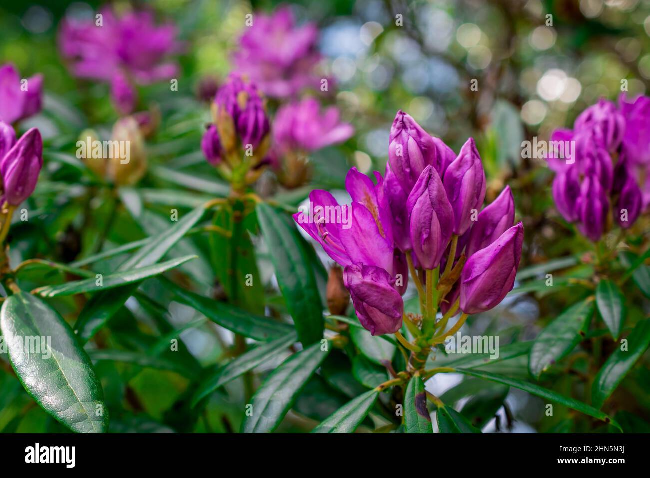 beautiful spring flower growing in garden Stock Photo - Alamy