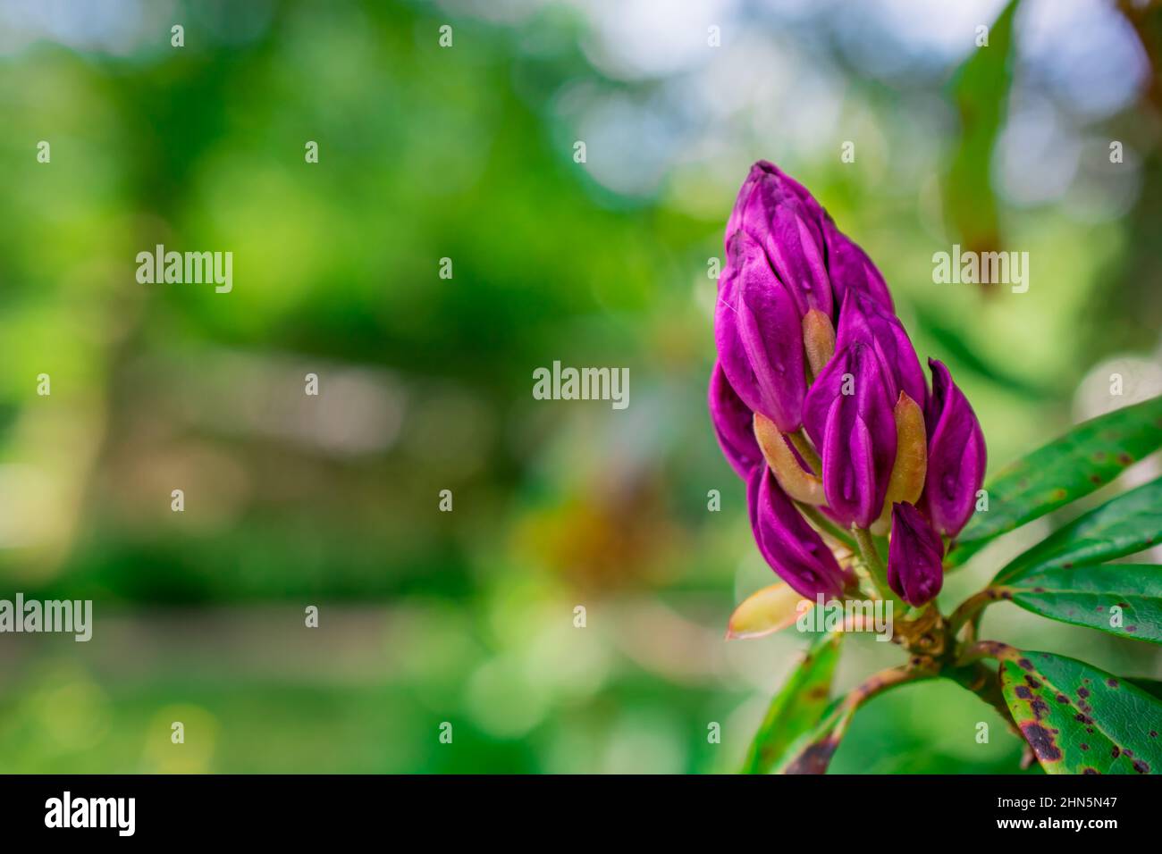 beautiful spring flower growing in garden Stock Photo - Alamy