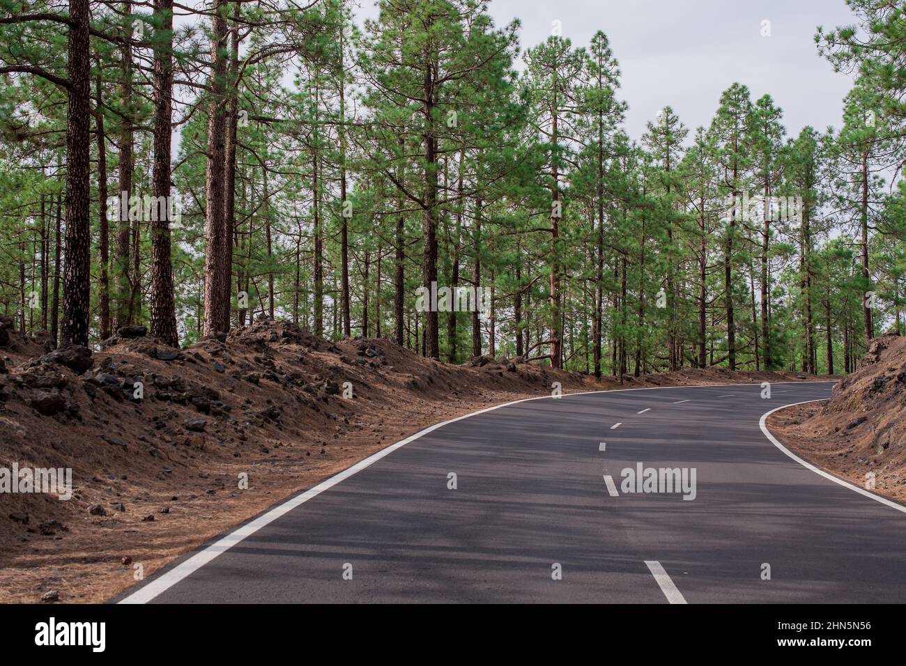 beautiful pine forest with bend road Stock Photo - Alamy