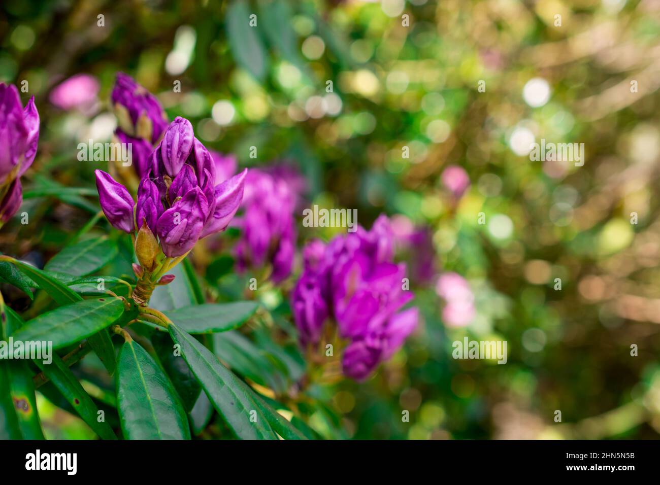 beautiful spring flower growing in garden Stock Photo - Alamy