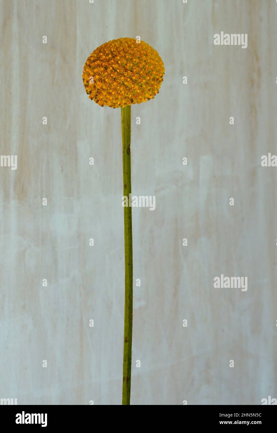 Billy button flower hi-res stock photography and images - Alamy